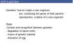 PPT - Fertilization PowerPoint Presentation, free download - ID:2148008