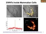 PPT - Transfection of Mammalian Cells PowerPoint Presentation, free ...