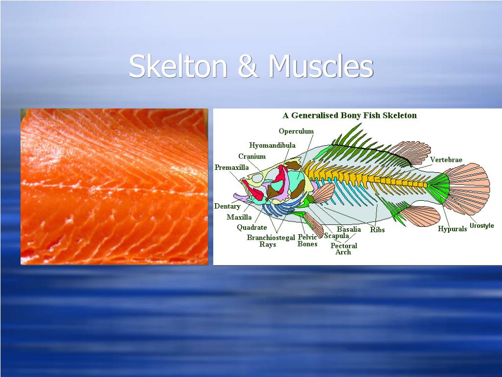 PPT - Skelton & Muscles PowerPoint Presentation, free download - ID:6200078