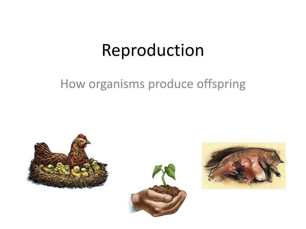 PPT - Reproduction PowerPoint Presentation, free download - ID:6200846