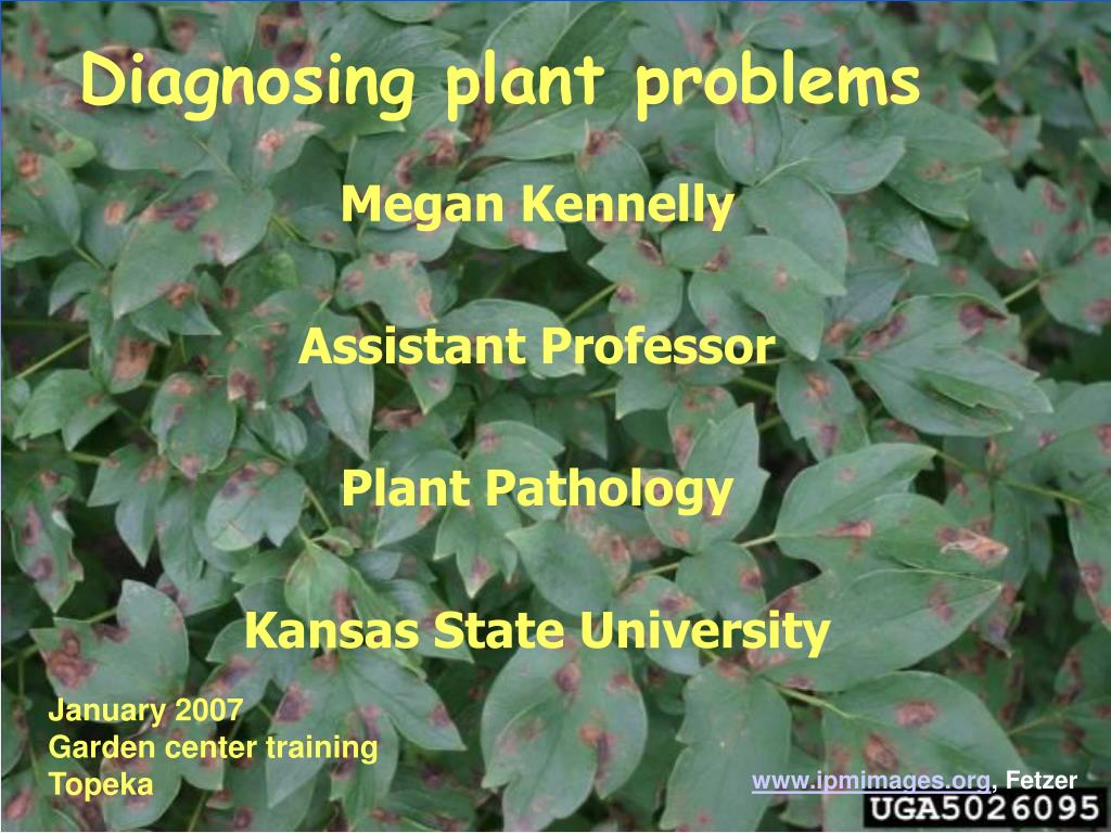 PPT - Diagnosing plant problems PowerPoint Presentation, free download ...