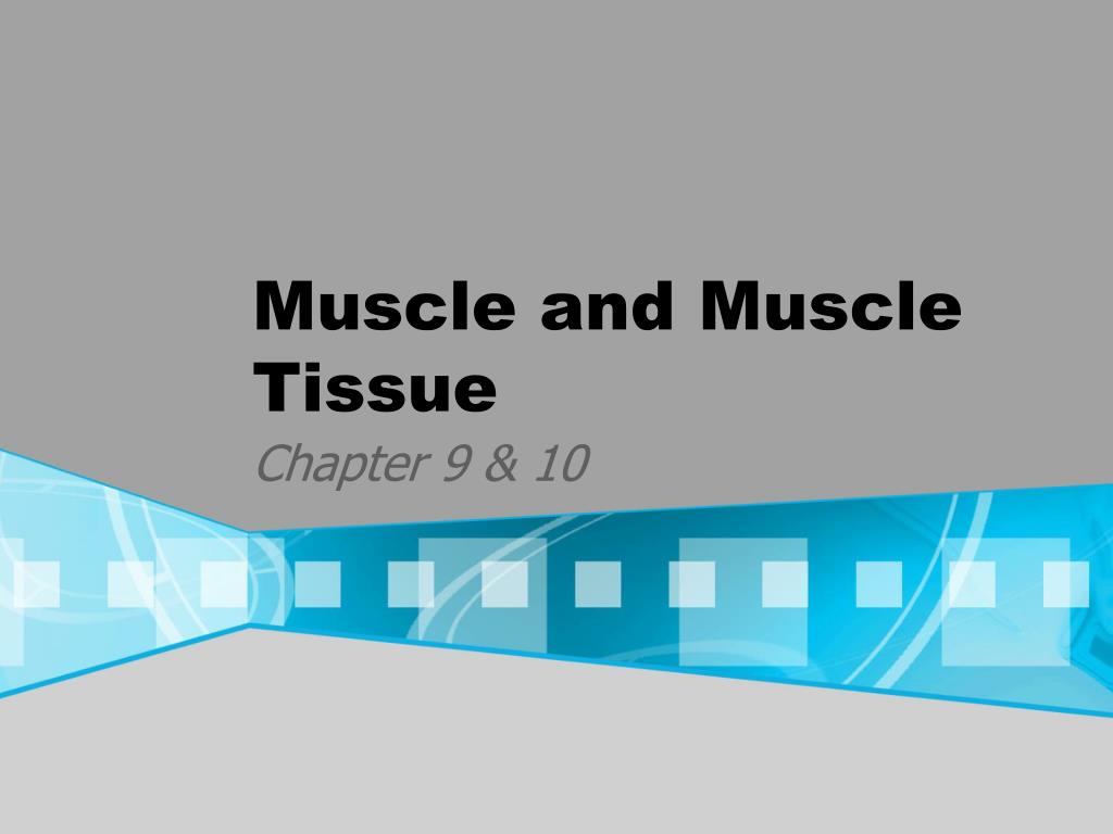 PPT - Muscle and Muscle Tissue PowerPoint Presentation, free download ...