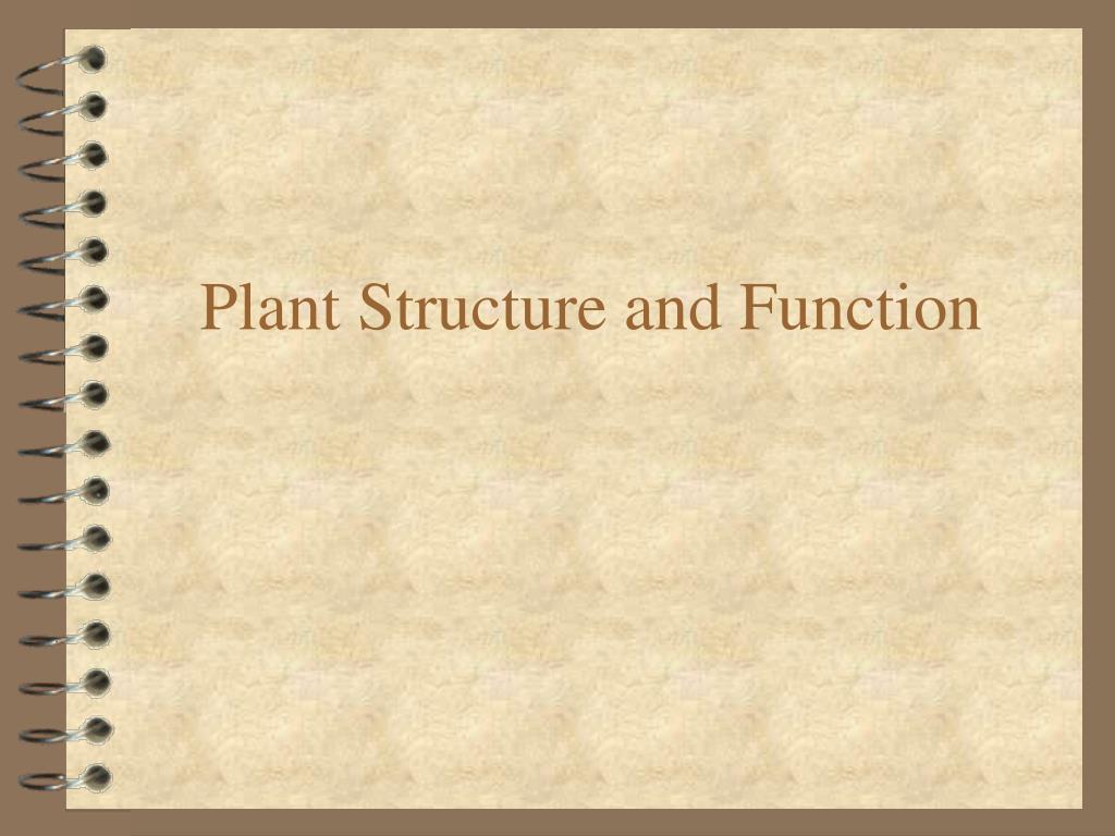 PPT - Plant Structure and Function PowerPoint Presentation, free ...