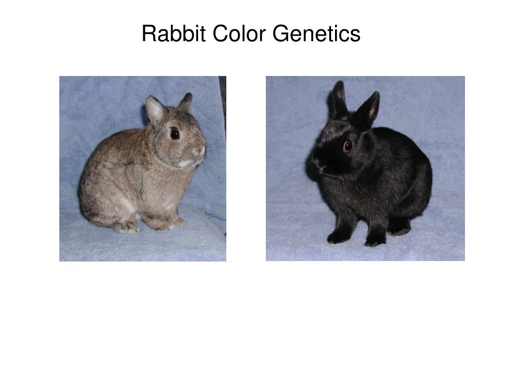 PPT - Rabbit Color Genetics PowerPoint Presentation, free download - ID ...
