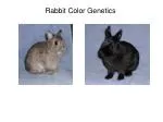 PPT - Horse Color Genetics PowerPoint Presentation, free download - ID ...