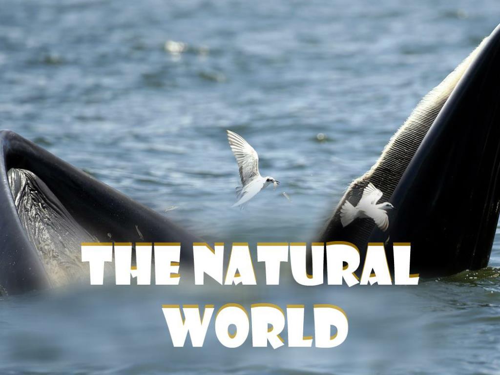 PPT - The Natural World PowerPoint Presentation, free download - ID:6210419