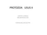 PPT - NEMATODA USUS PowerPoint Presentation, free download - ID:3285388