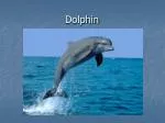 PPT - Dolphin Odyssey Miami Seaquarium PowerPoint Presentation, free ...