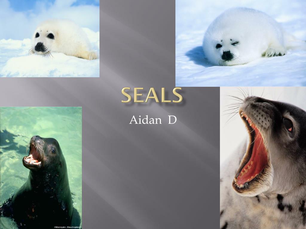 PPT - Seals PowerPoint Presentation, free download - ID:6227426