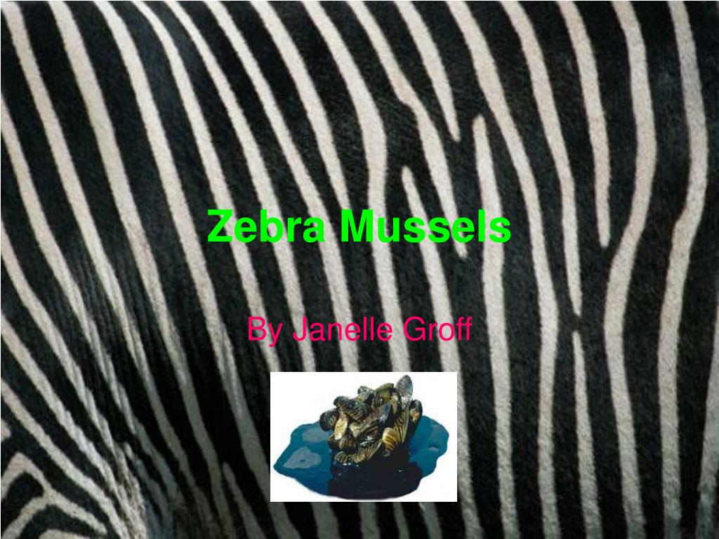 PPT - Zebra Mussels PowerPoint Presentation, free download - ID:6232362