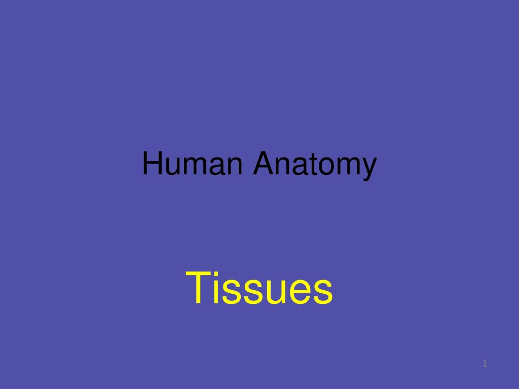 PPT - Human Anatomy PowerPoint Presentation, free download - ID:6236275