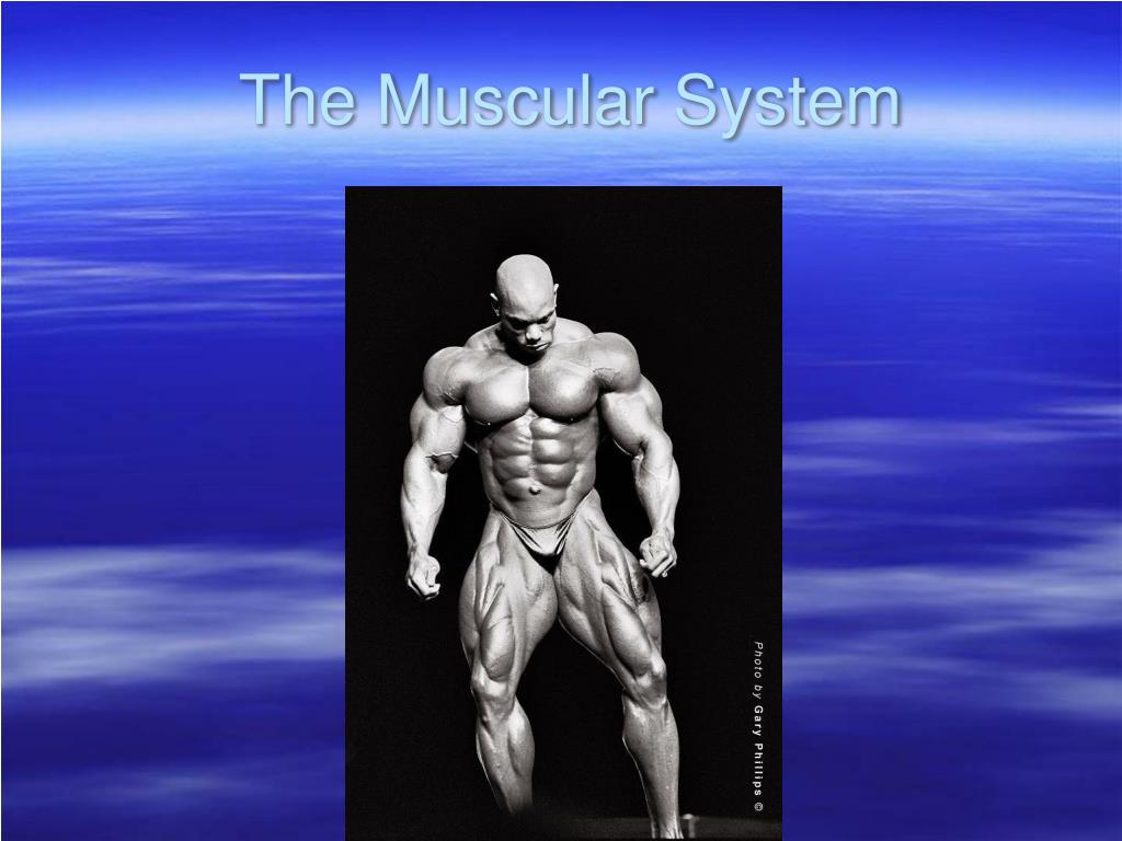 PPT - The Muscular System PowerPoint Presentation, free download - ID ...