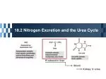 PPT - UREA CYCLE PowerPoint Presentation, free download - ID:7123088