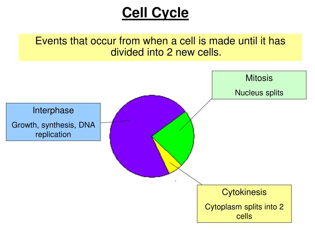 PPT - Cell Cycle PowerPoint Presentation, free download - ID:6241705