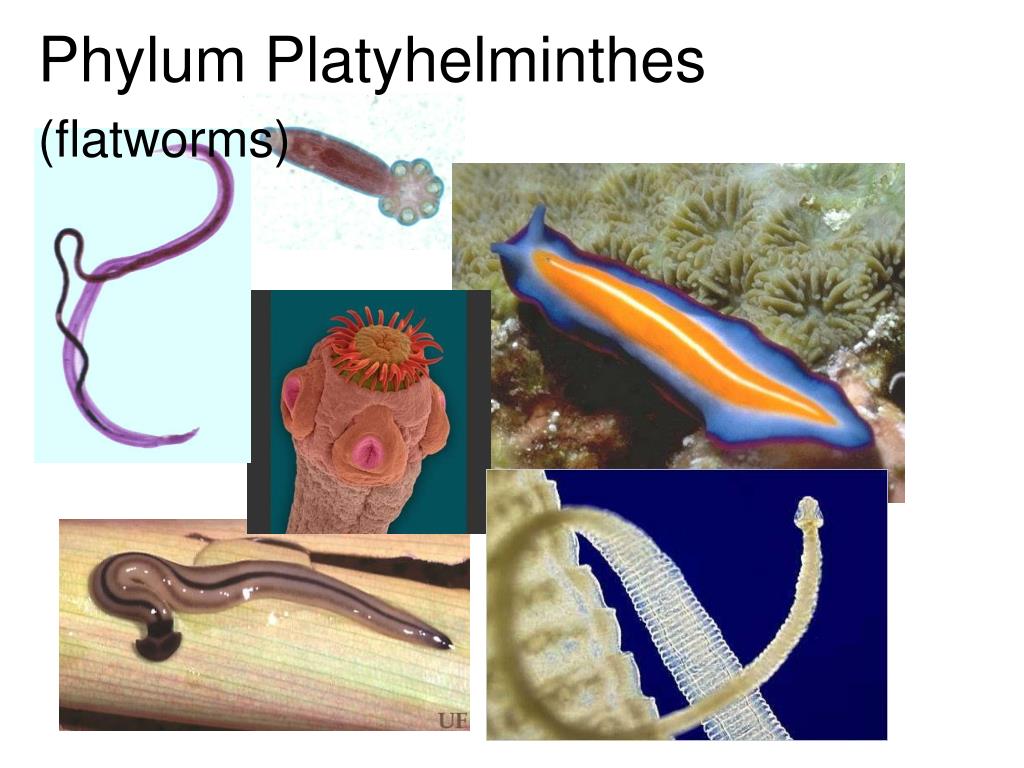PPT - Phylum Platyhelminthes (flatworms) PowerPoint Presentation, free ...