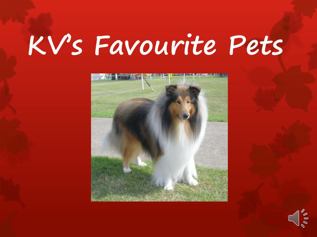 PPT - KV’s Favourite Pets PowerPoint Presentation, free download - ID ...