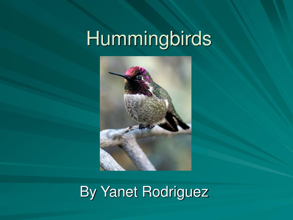 PPT - Hummingbirds PowerPoint Presentation, free download - ID:6246020