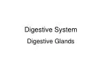 PPT - Digestive System PowerPoint Presentation, free download - ID:2039336