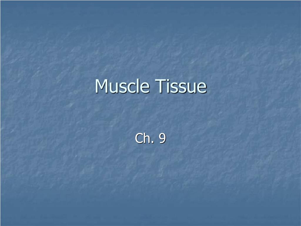 PPT - Muscle Tissue PowerPoint Presentation, free download - ID:6257913