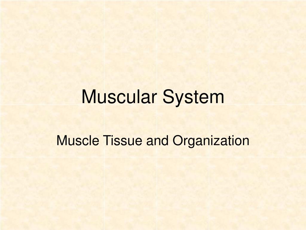 PPT - Muscular System PowerPoint Presentation, free download - ID:6257935