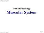 PPT - Unit 3: The Muscular System Lab 3: Muscle Physiology PowerPoint ...