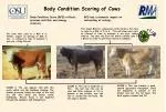 PPT - Beef Cattle Body Condition Scoring 9 Point System PowerPoint ...