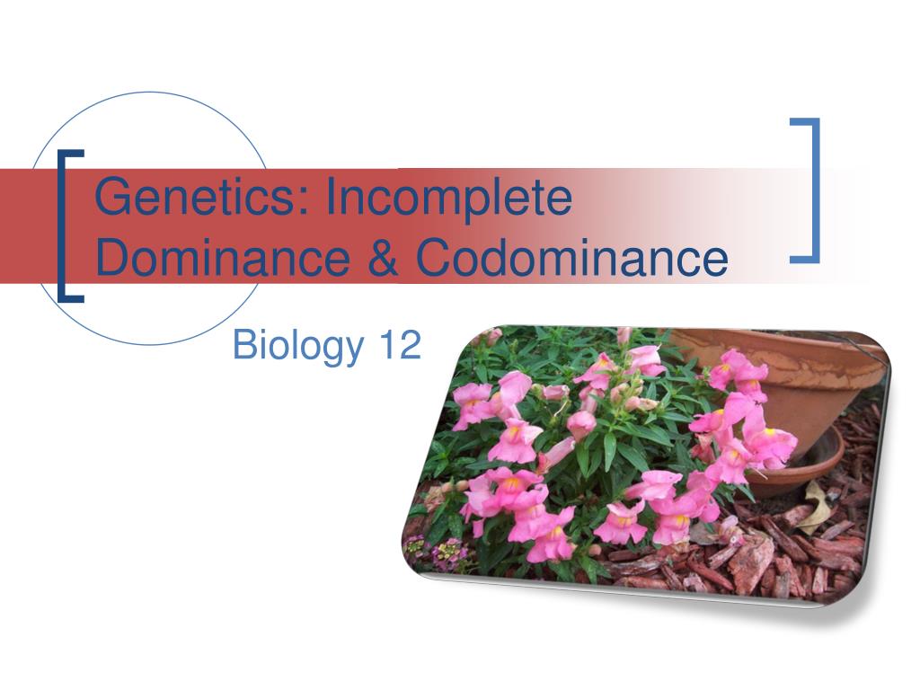 PPT - Genetics: Incomplete Dominance & Codominance PowerPoint ...