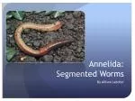 PPT - Annelids: The first segmented bodies PowerPoint Presentation ...