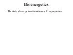 PPT - BIOENERGETICS PowerPoint Presentation, free download - ID:9072015