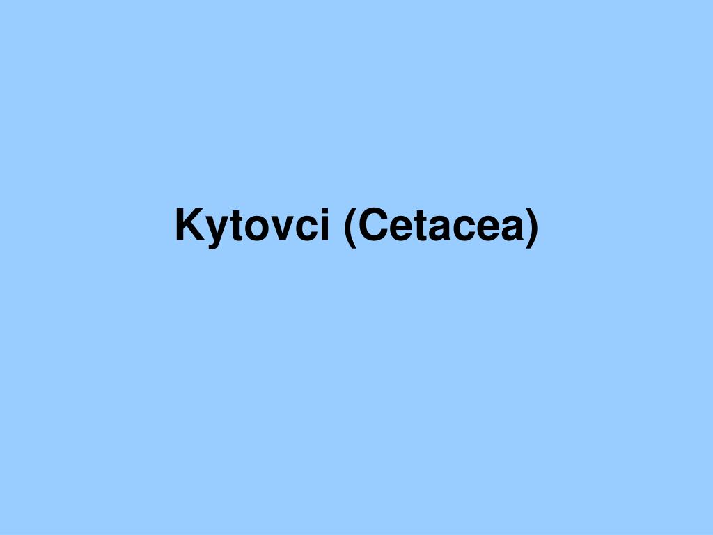 PPT - Kytovci ( Cetacea ) PowerPoint Presentation, free download - ID ...