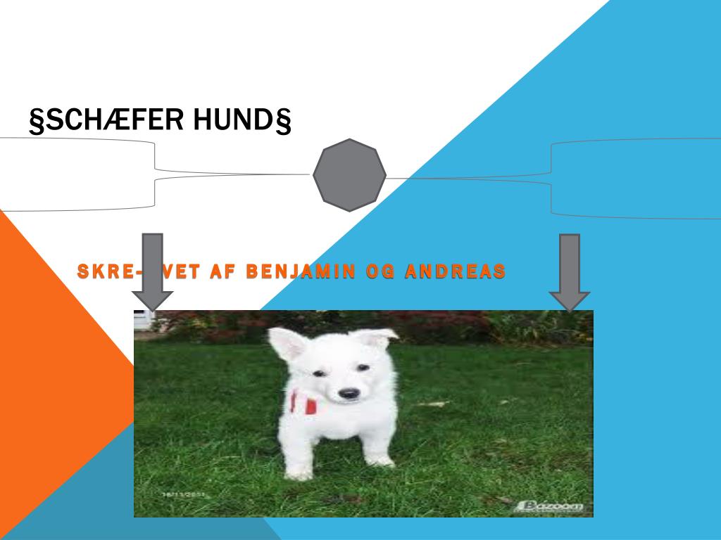 PPT - §Schæfer Hund§ PowerPoint Presentation, free download - ID:6287793
