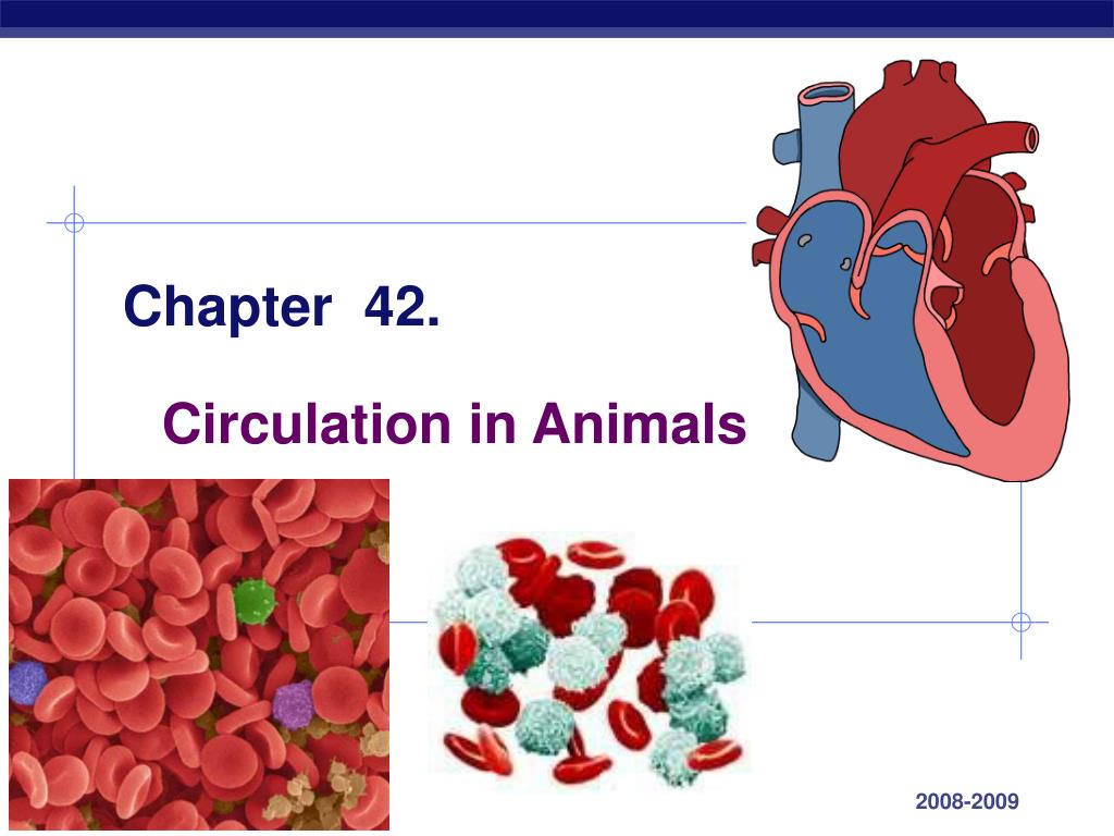 PPT - Animal Circulation: Evolution, Structure & Function PowerPoint ...