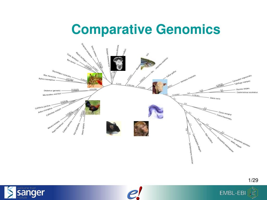 PPT - Comparative Genomics PowerPoint Presentation, free download - ID ...