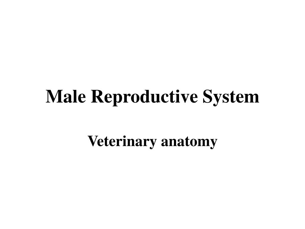 Ppt Male Reproductive System Powerpoint Presentation Free Download