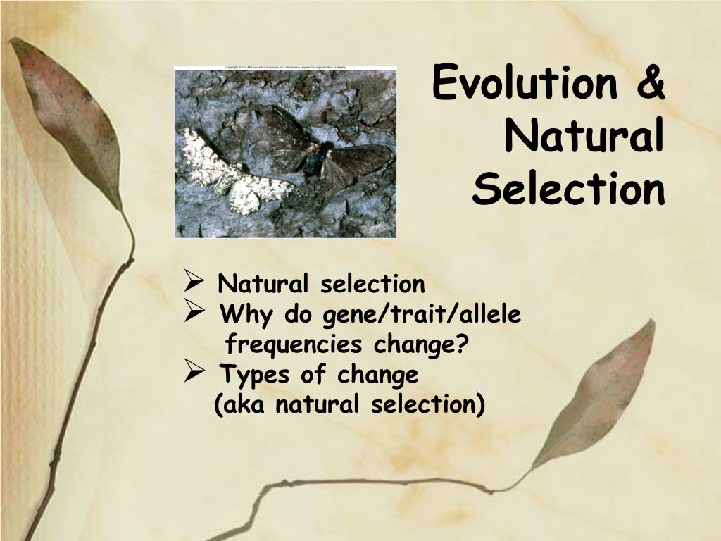 PPT - Evolution & Natural Selection PowerPoint Presentation, free ...