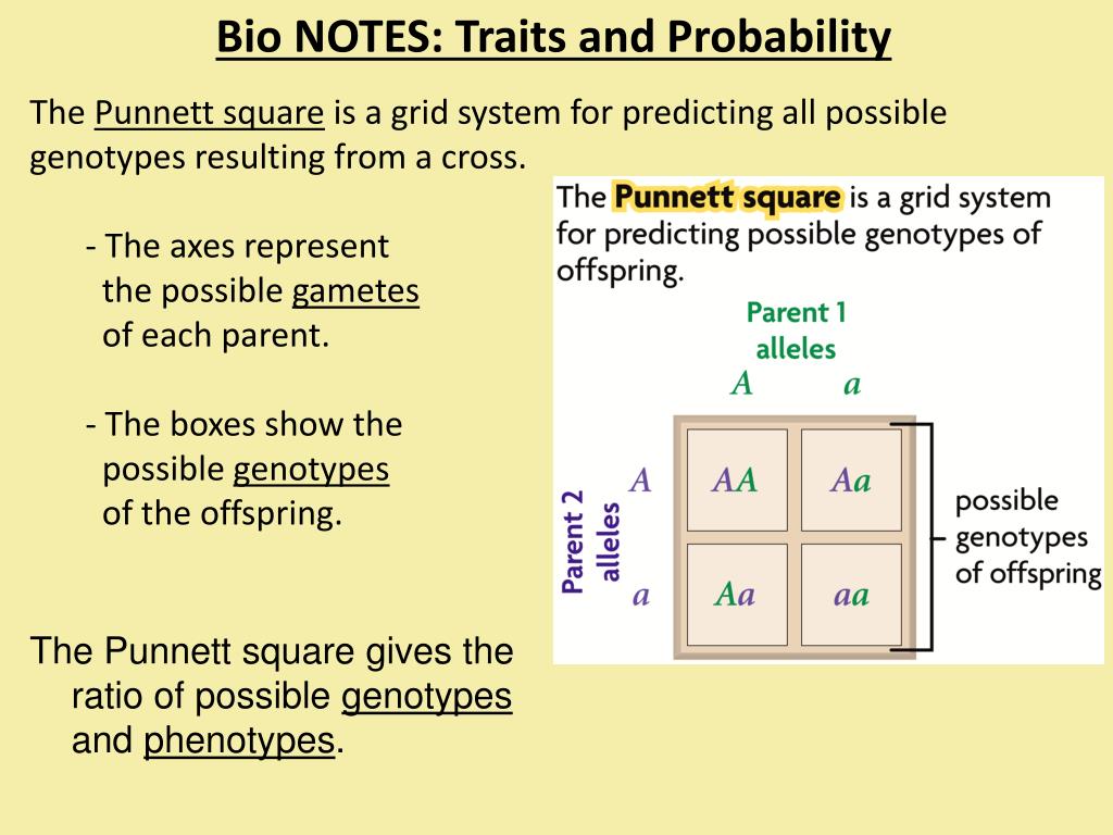 PPT - Bio NOTES: Traits and Probability PowerPoint Presentation, free ...