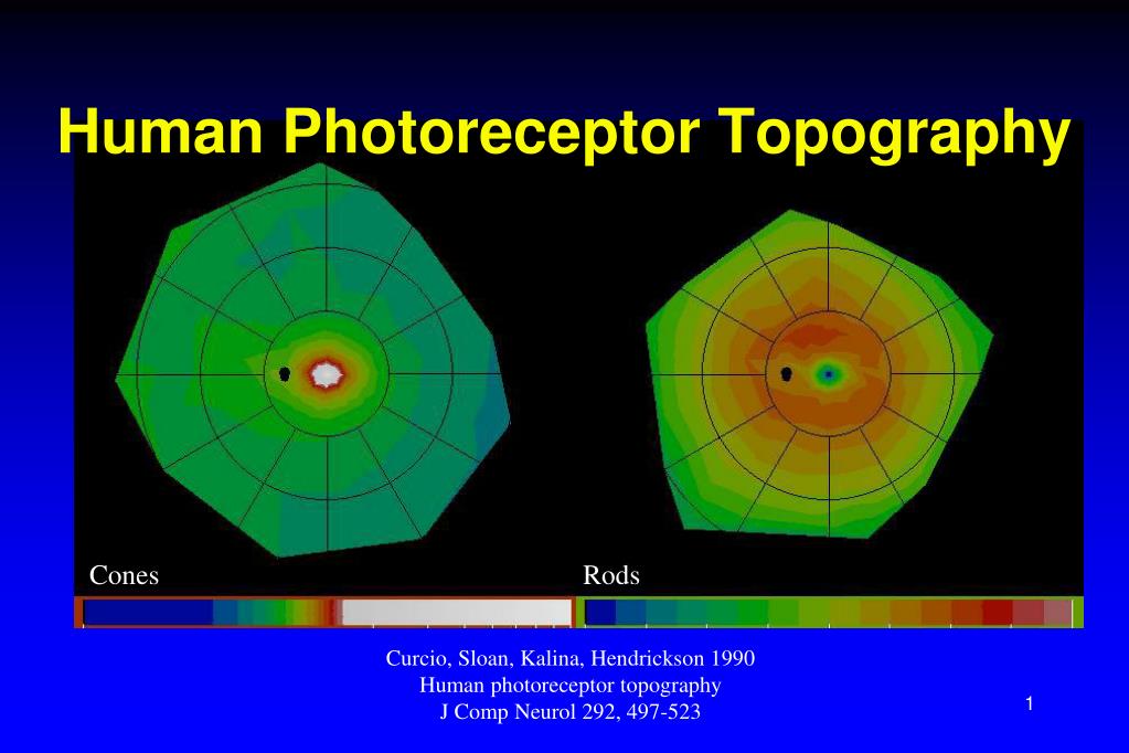 PPT - Human Photoreceptor Topography PowerPoint Presentation, free ...