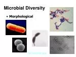 PPT - Microbial Diversity PowerPoint Presentation, free download - ID ...