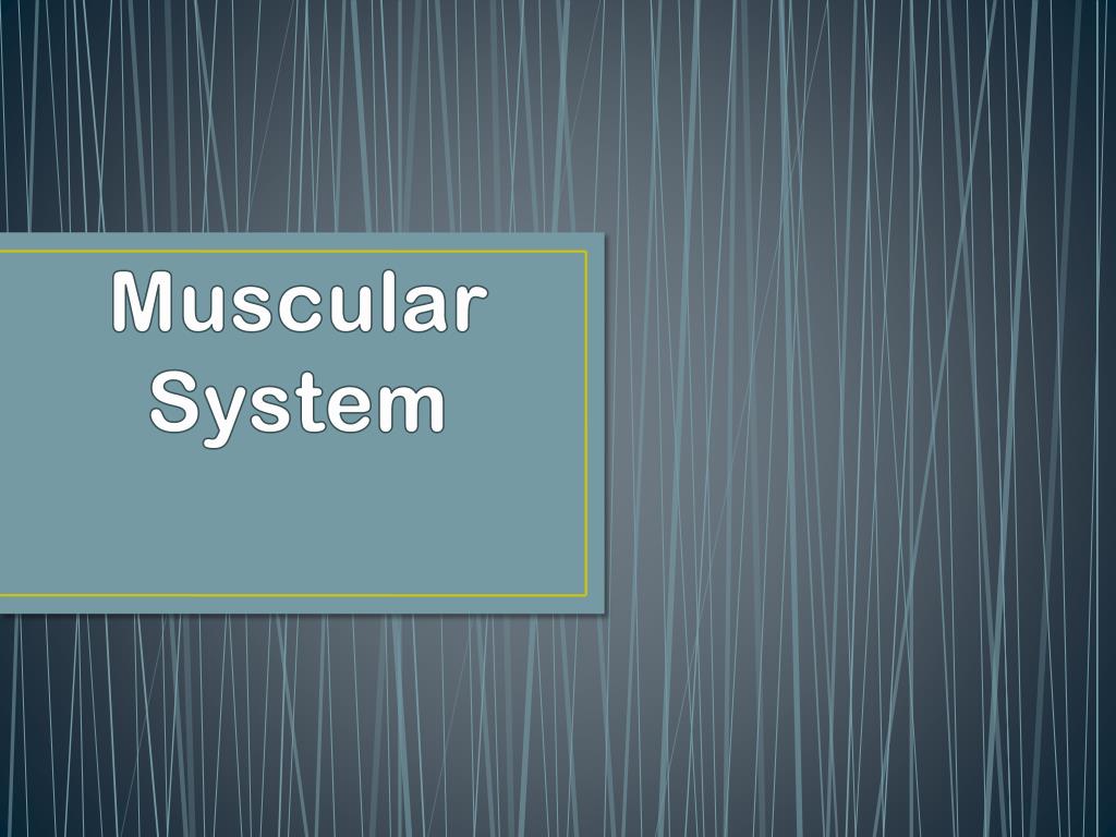 PPT - Muscular System PowerPoint Presentation, free download - ID:6322921
