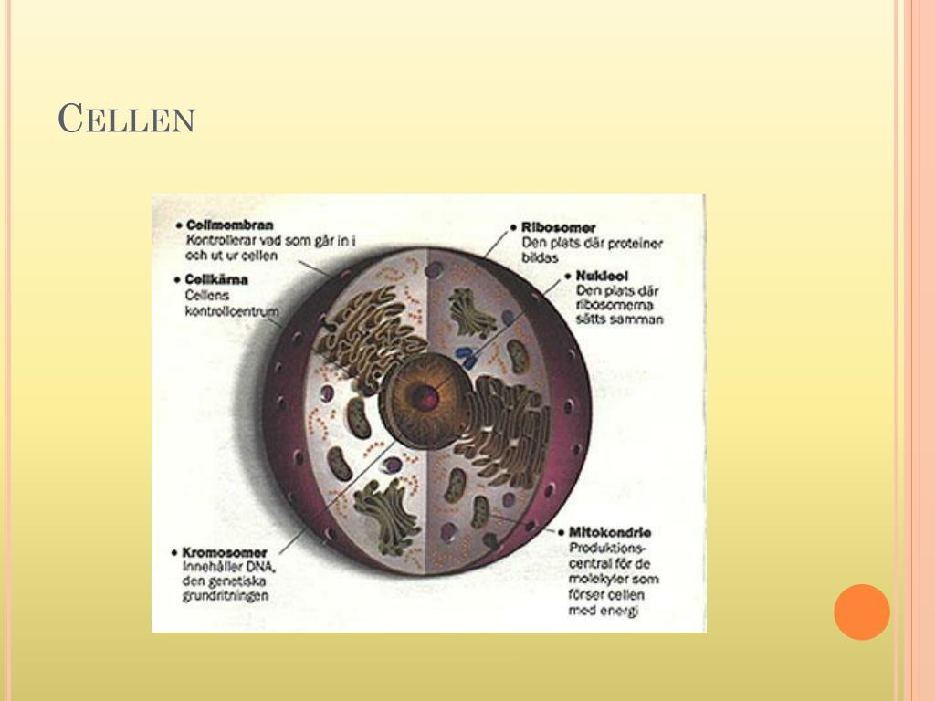 PPT - Cellen PowerPoint Presentation, free download - ID:6326454