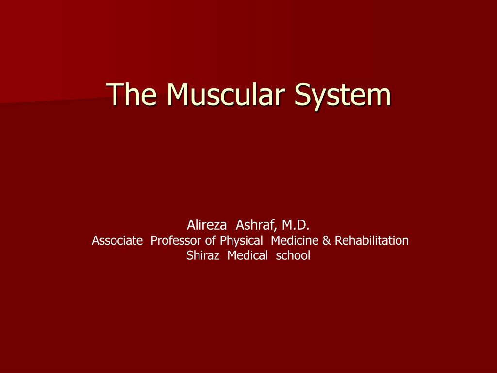 PPT - The Muscular System PowerPoint Presentation, free download - ID ...