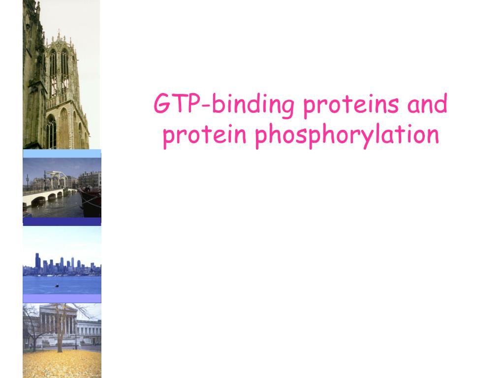 PPT - GTP-binding proteins and protein phosphorylation PowerPoint ...