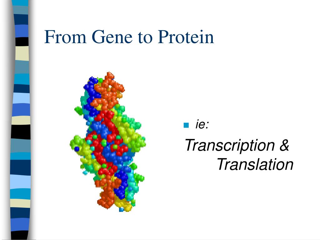 PPT - From Gene to Protein PowerPoint Presentation, free download - ID ...