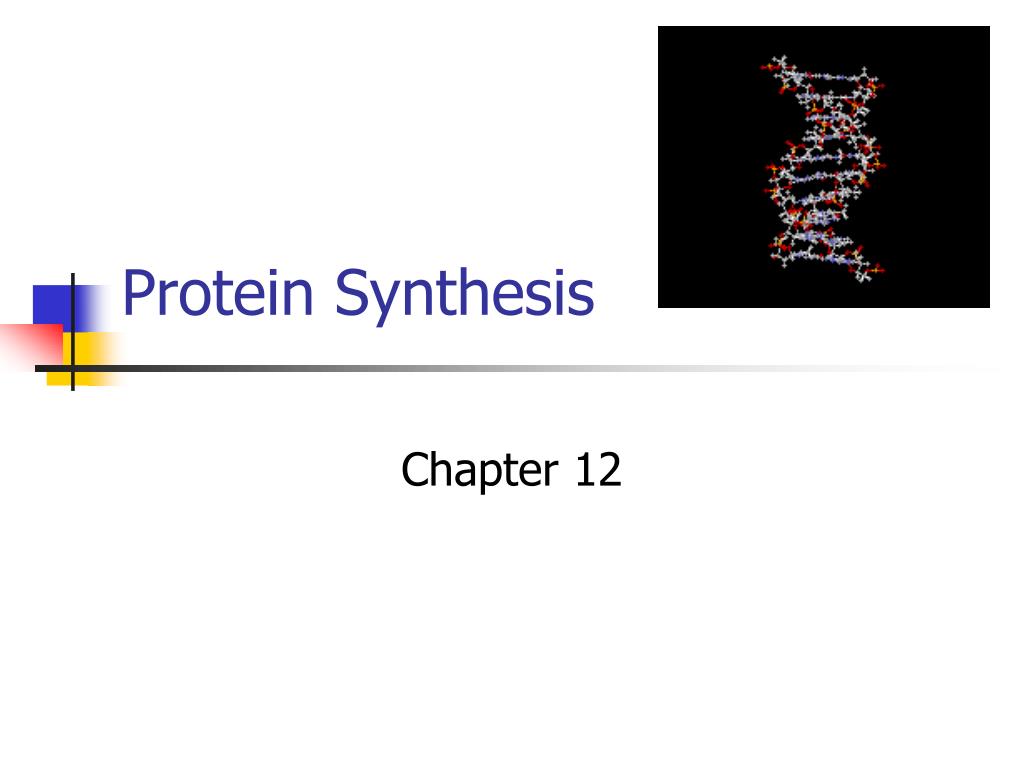 PPT - Protein Synthesis PowerPoint Presentation, free download - ID:6351156