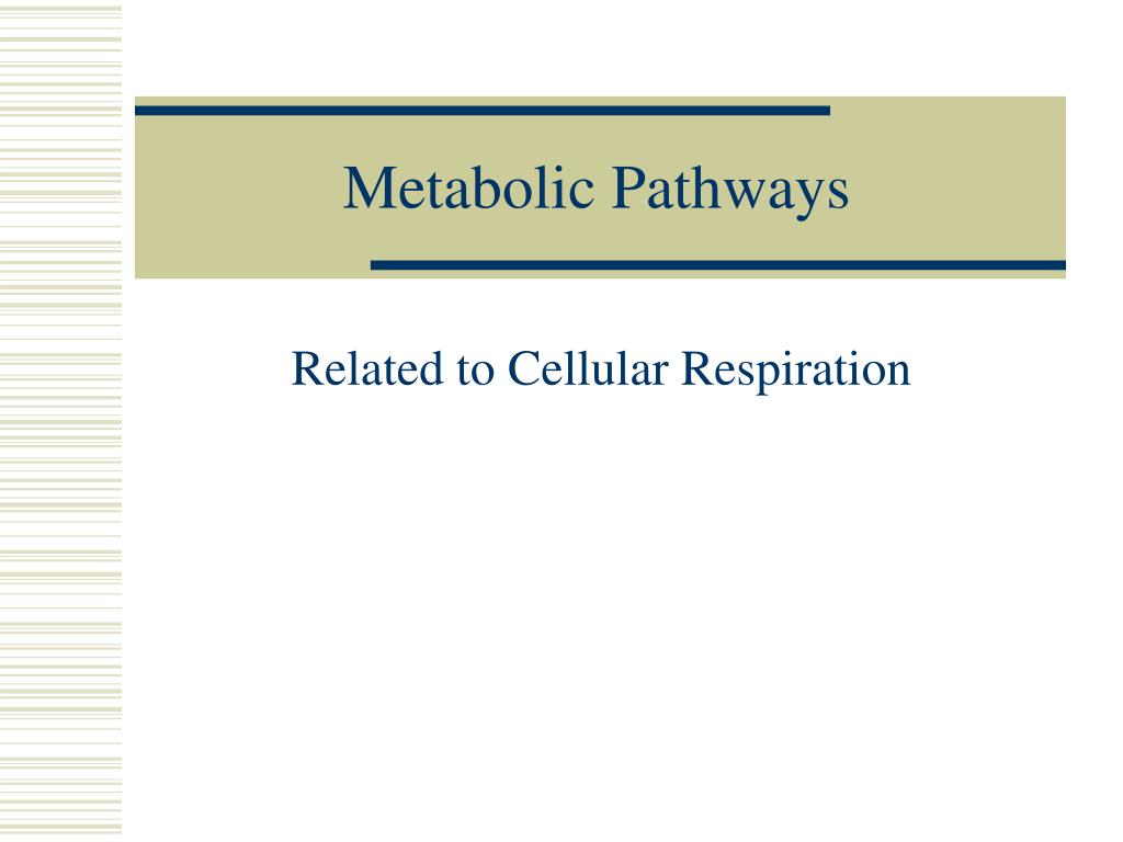 PPT - Metabolic Pathways PowerPoint Presentation, free download - ID ...