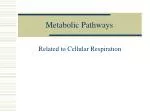 PPT - Metabolic Pathways PowerPoint Presentation, free download - ID ...