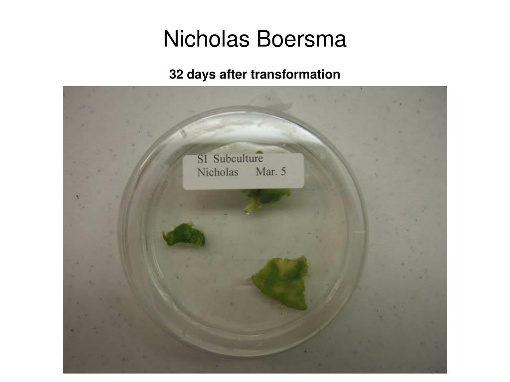 PPT - Nicholas Boersma PowerPoint Presentation, free download - ID:6369554