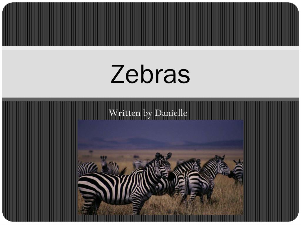 PPT - Zebras PowerPoint Presentation, free download - ID:6382515