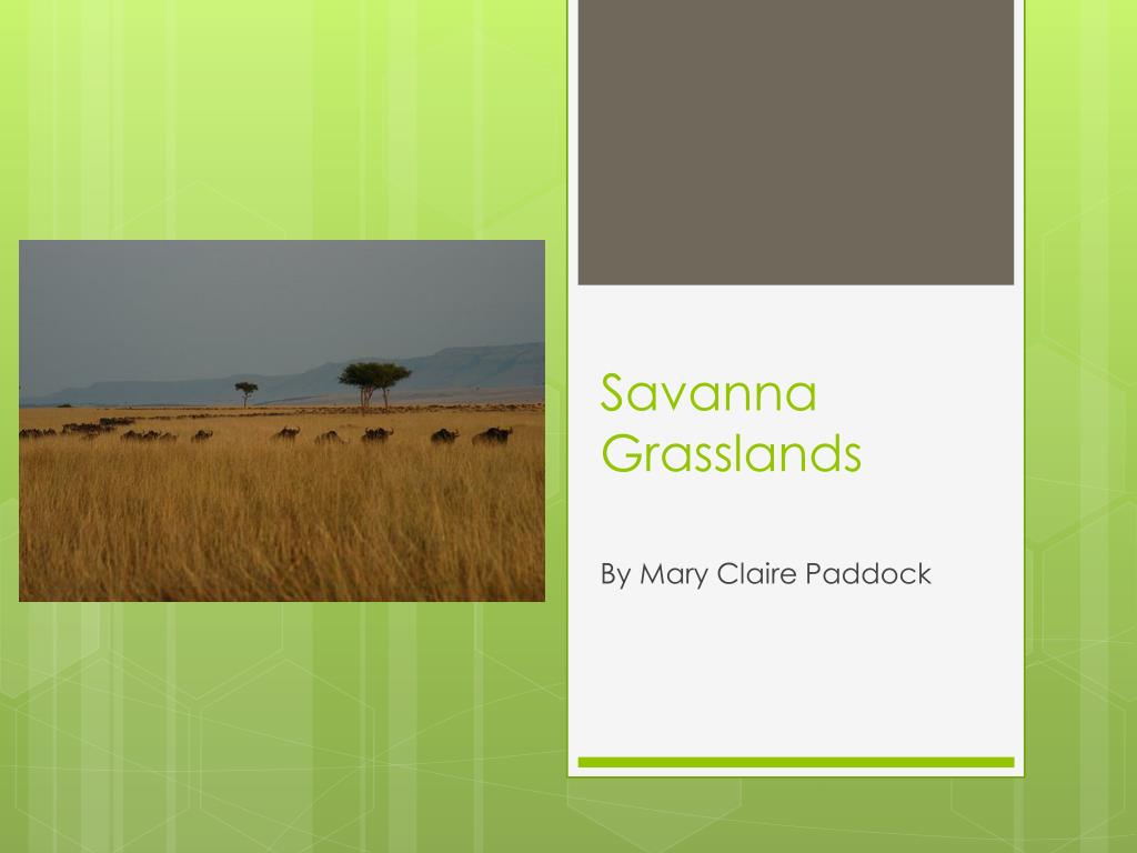 PPT - Savanna Grasslands PowerPoint Presentation, free download - ID ...