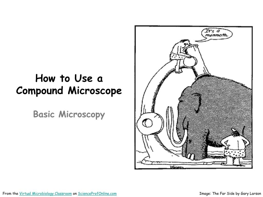 PPT - How to Use a Compound Microscope Basic Microscopy PowerPoint ...